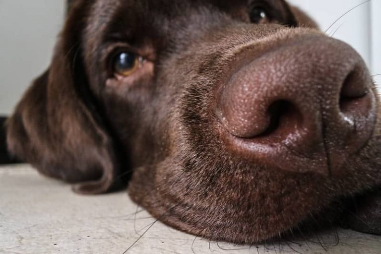 Top 11 Tips for Rucking With Your Dog | Ruck For Miles